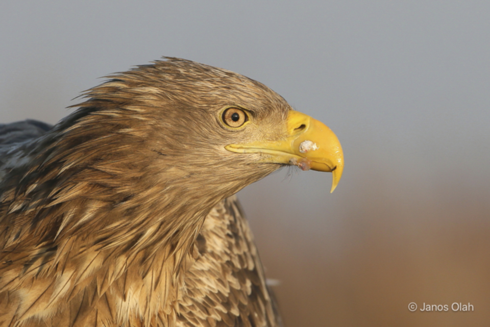 Beat Rüegger | Ornifoto-Reise Ungarn