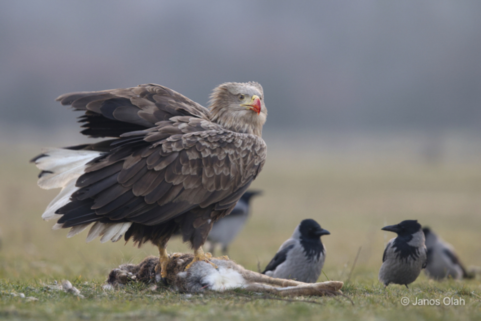 Beat Rüegger | Ornifoto-Reise Ungarn