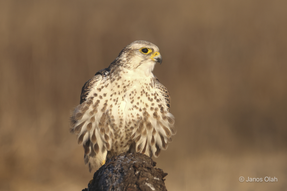 Beat Rüegger | Ornifoto-Reise Ungarn